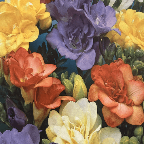 Freesia Double Mixed Colours