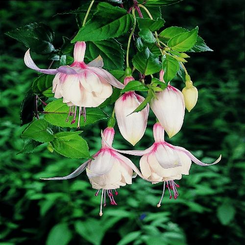 Fuchsia Annabel