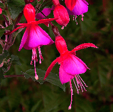 Fuchsia Beacon