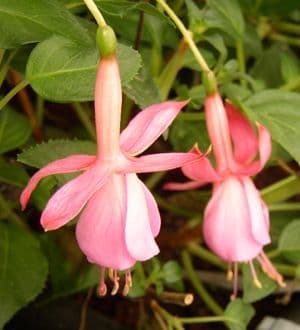 Fuchsia Beacon Rosa