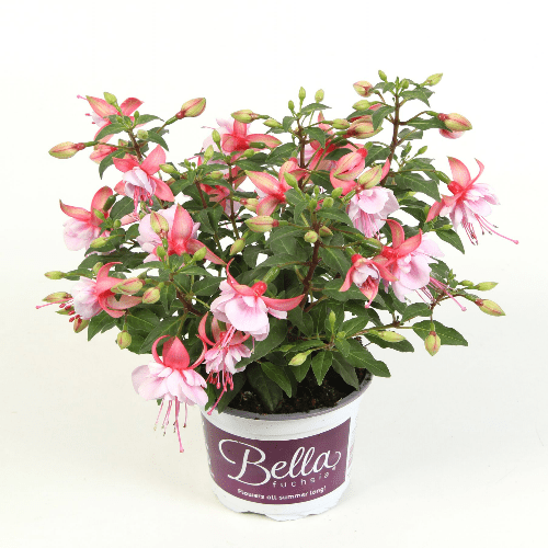 Fuchsia Bella Bianca