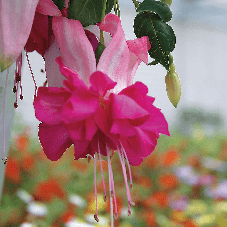 Fuchsia Bella Rosella