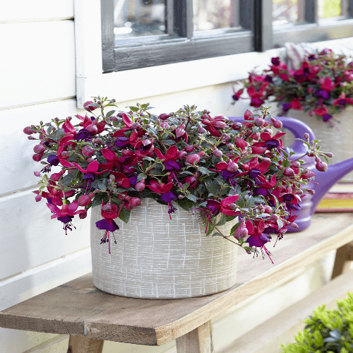 Fuchsia Bella Soila