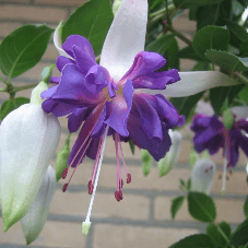 Fuchsia Blue Mirage