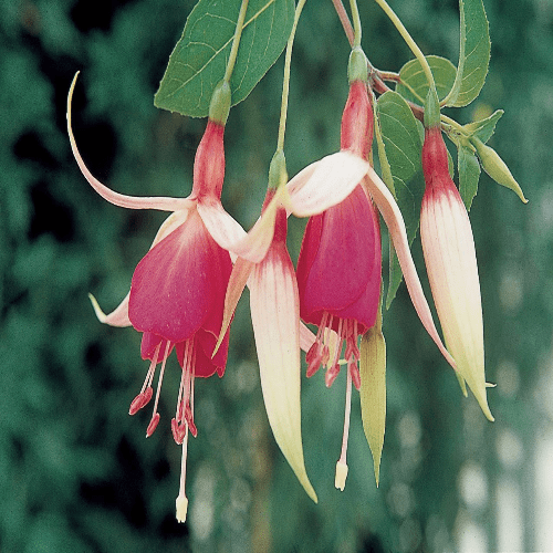 Fuchsia Cascade