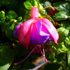Fuchsia Cecile