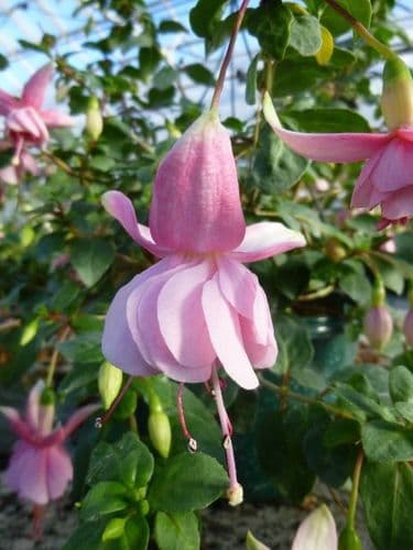 Fuchsia Claudia