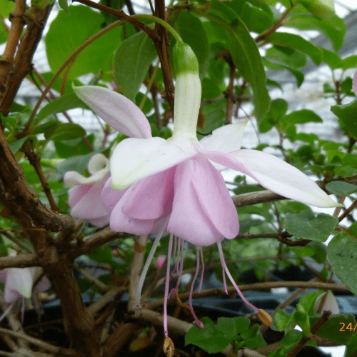 Fuchsia Claudia
