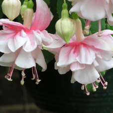 Fuchsia Devonshire Dumpling