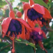 Fuchsia Dollar Princess