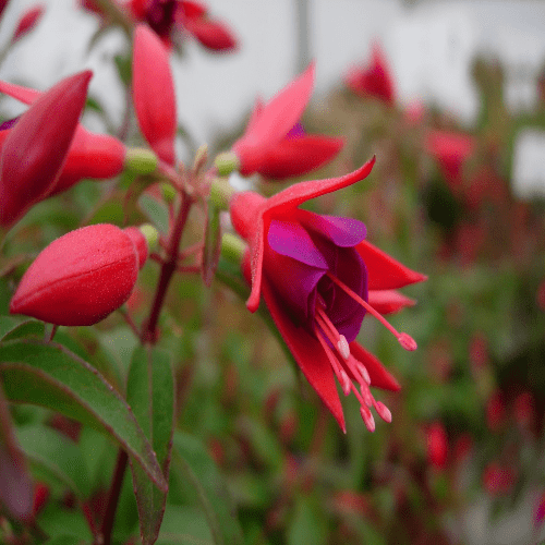 Fuchsia Electric Lights