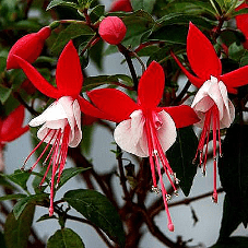 Fuchsia Ernie