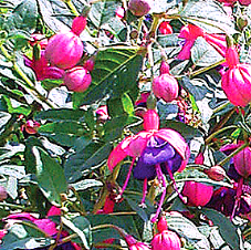 Fuchsia General Monk Red & Blue