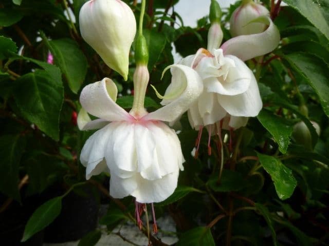 Fuchsia Gina Bowman