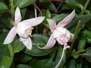 Fuchsia Harry Gray