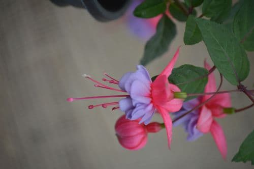 Fuchsia Heidi Ann