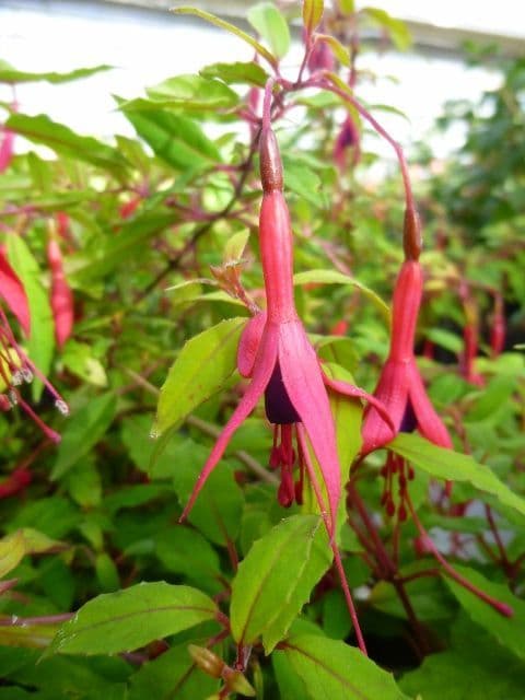 Fuchsia Magellanica Aurea