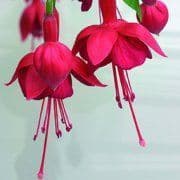 Fuchsia Marinka