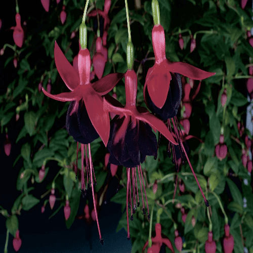 Fuchsia Millennium