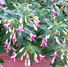 Fuchsia Mini Rose