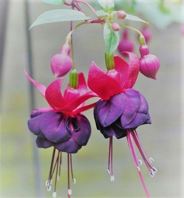 Fuchsia New Millenium