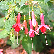 Fuchsia Prince of Orange
