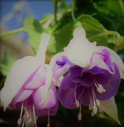 Fuchsia Quasar