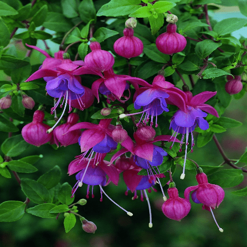 Fuchsia Ringwood Market