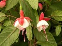 Fuchsia Snowcap
