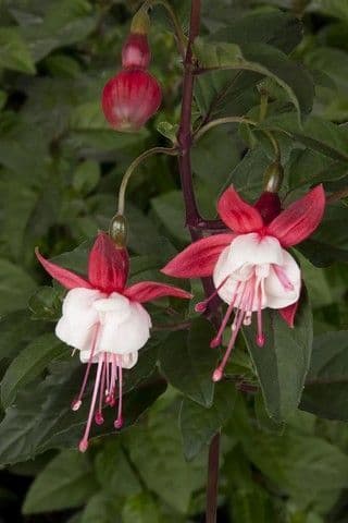 Fuchsia Snowcap
