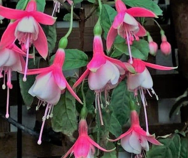 Fuchsia Spring Bells
