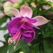 Fuchsia Turkish Delight