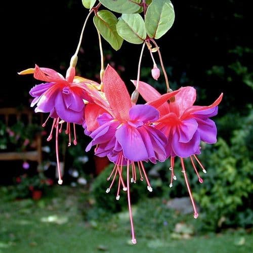 Fuchsia Voodoo