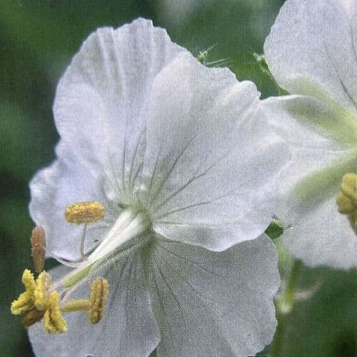 Geranium phaeum Album