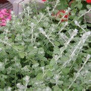 Helichrysum Micro Silver