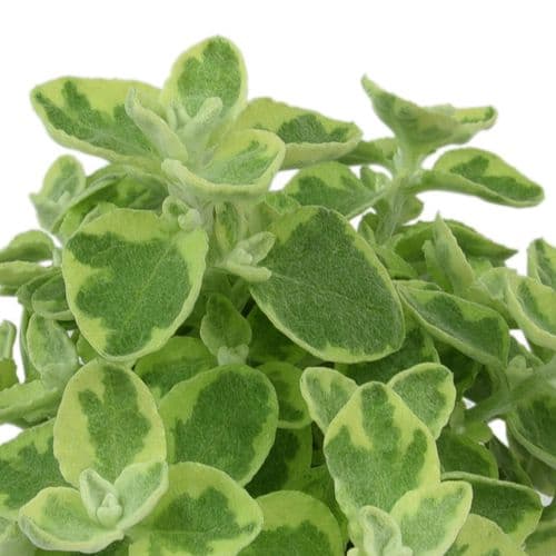 Helichrysum Variegated