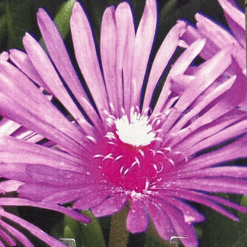 Lampranthus Aureus Pink