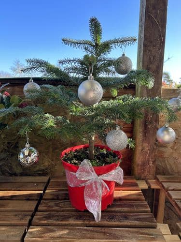 Living Potted Christmas Tree Kit