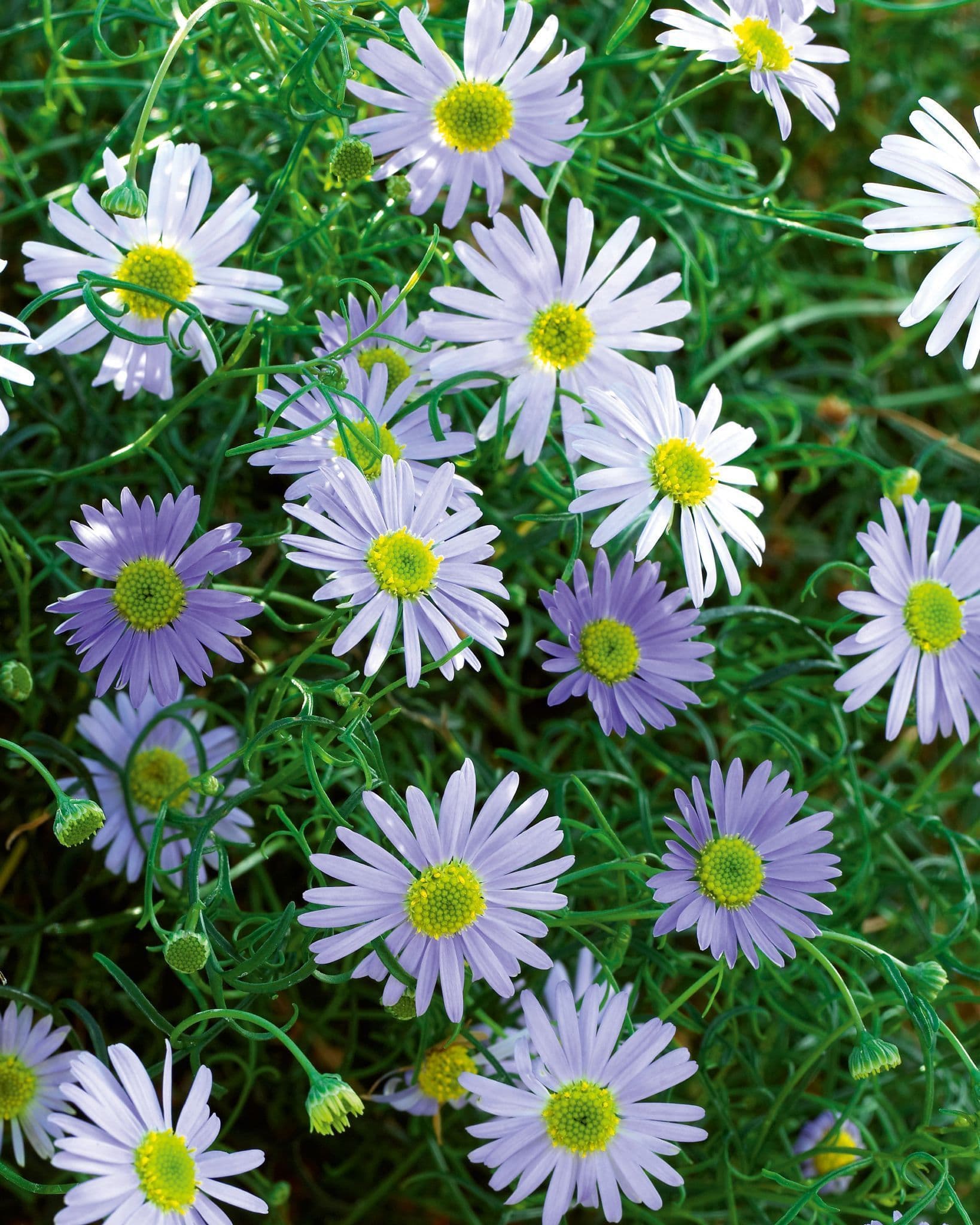 pac Brachyscome Multifidia Blue