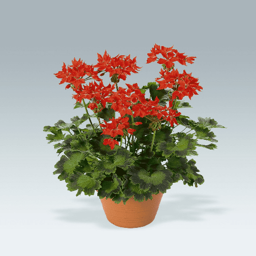 pac Fireworks Scarlet