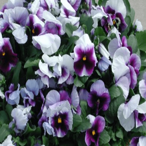 Pansy Beacon Blue - 40 Plugs