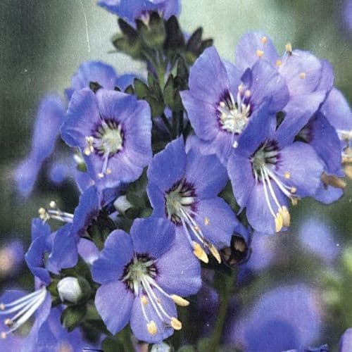 Polemonium caeruelum Bambino Blue