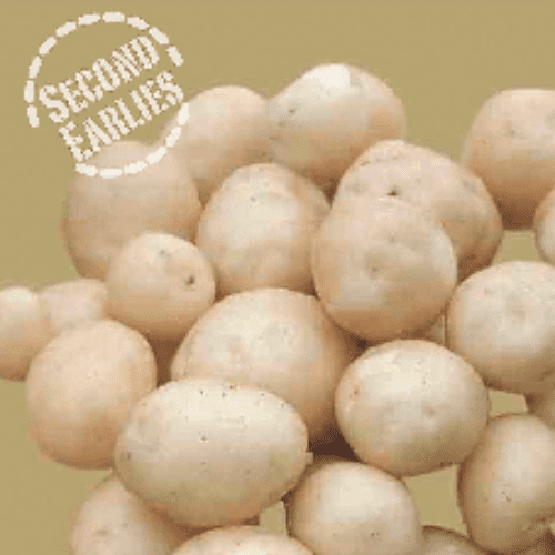 Potato Maris Peer - Second Early