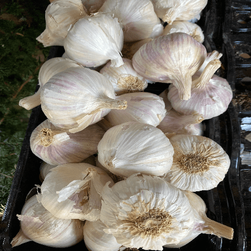 Rose Wight Garlic Bulb