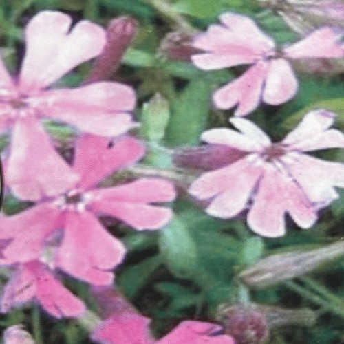 Silene Schafta