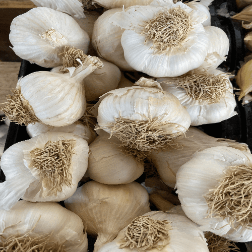 Solent Wight Garlic Bulb