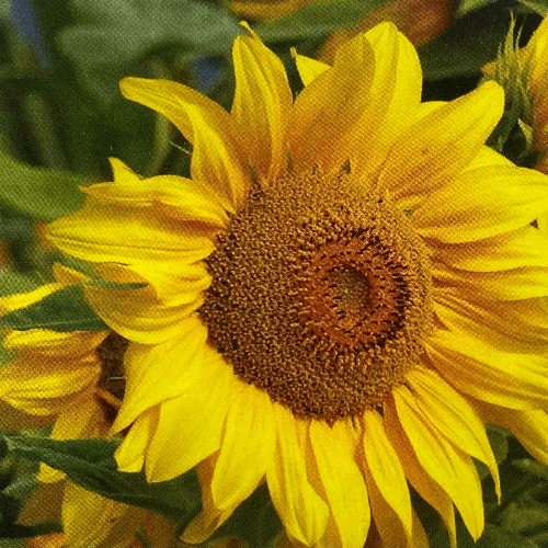 Sunflower Helianthus Giant Single