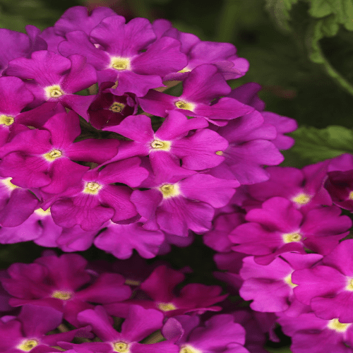 Verbena Estrella Blueberry Imp