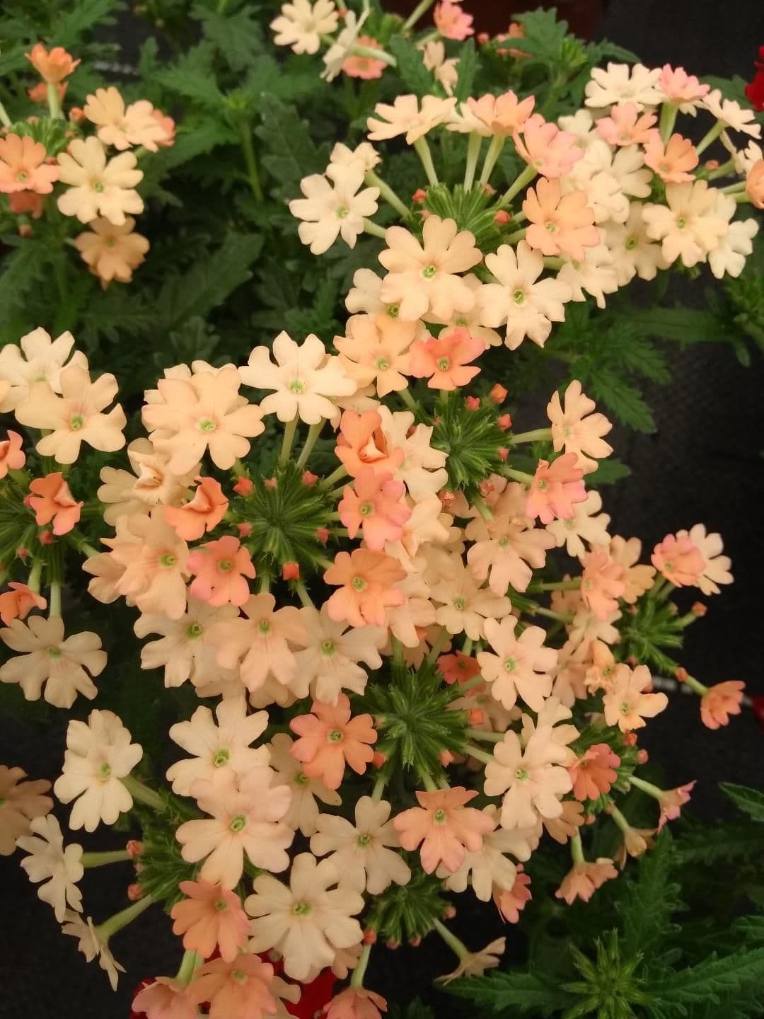 Verbena Vera Apricot