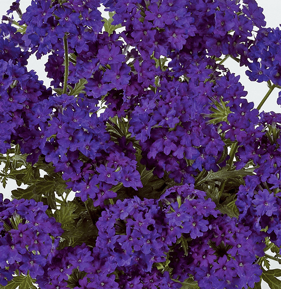 Verbena Vera Deep Blue